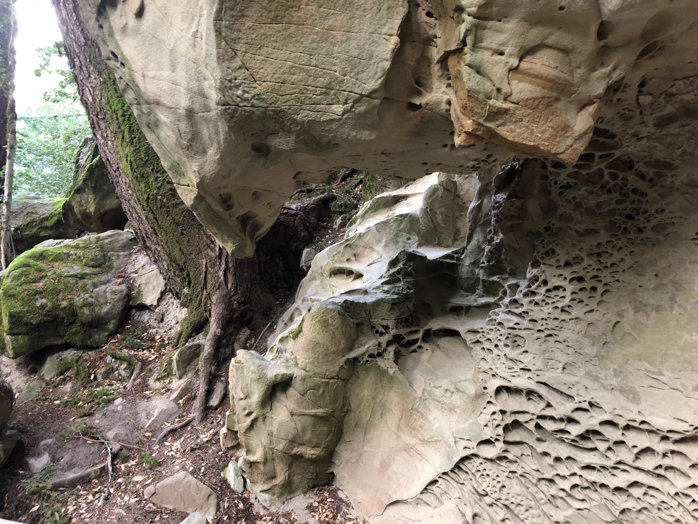 El Corte de Madera Creek Preserve: a Peninsula forest loop - duoveo