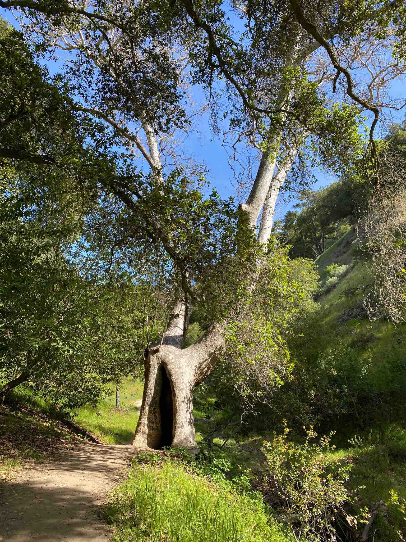 Sunol Regional Wilderness Park - duoveo - Spring trail