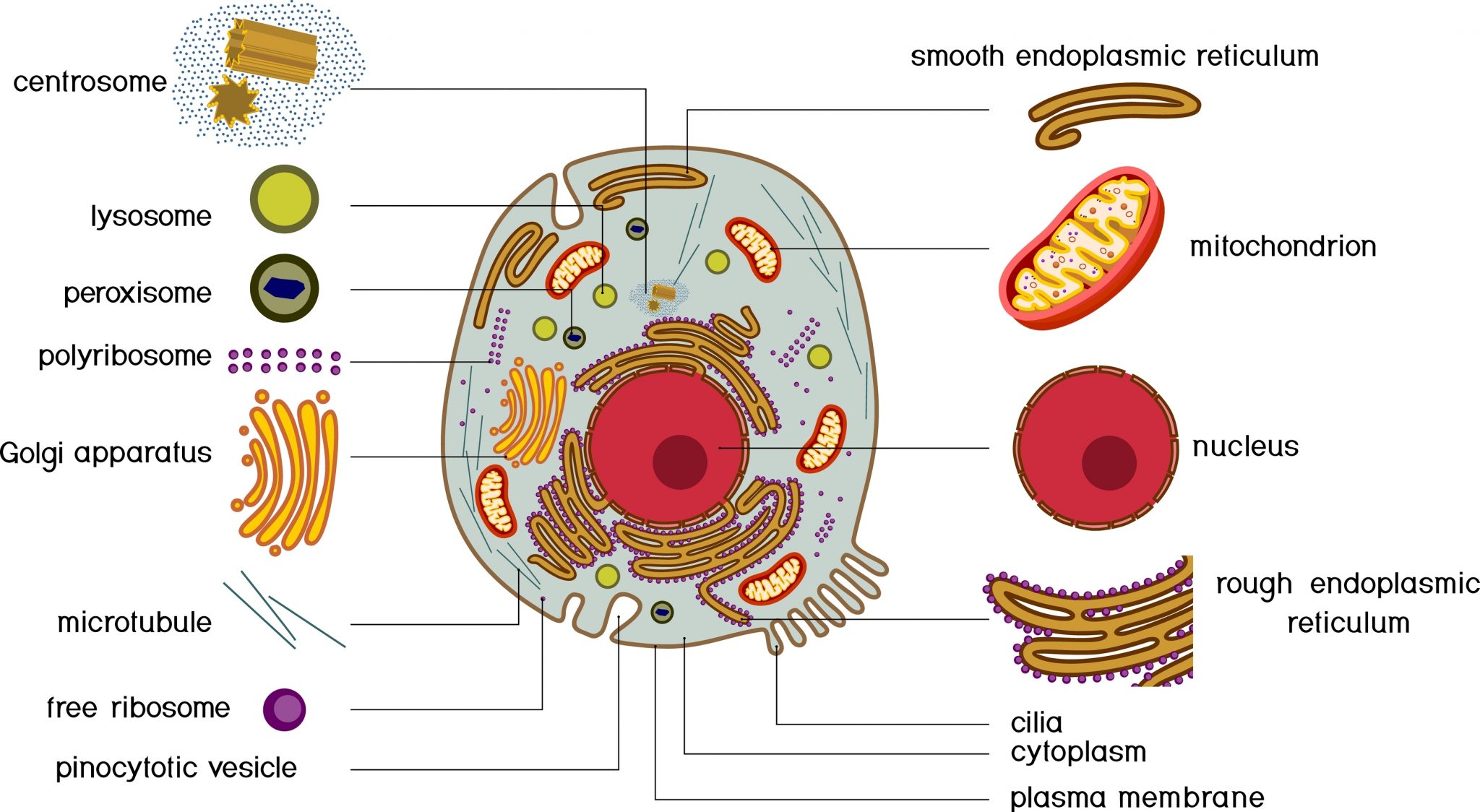 AUTOPHAGIE : Le mécanisme d'adaptation de la cellule pendant le jeûne ...