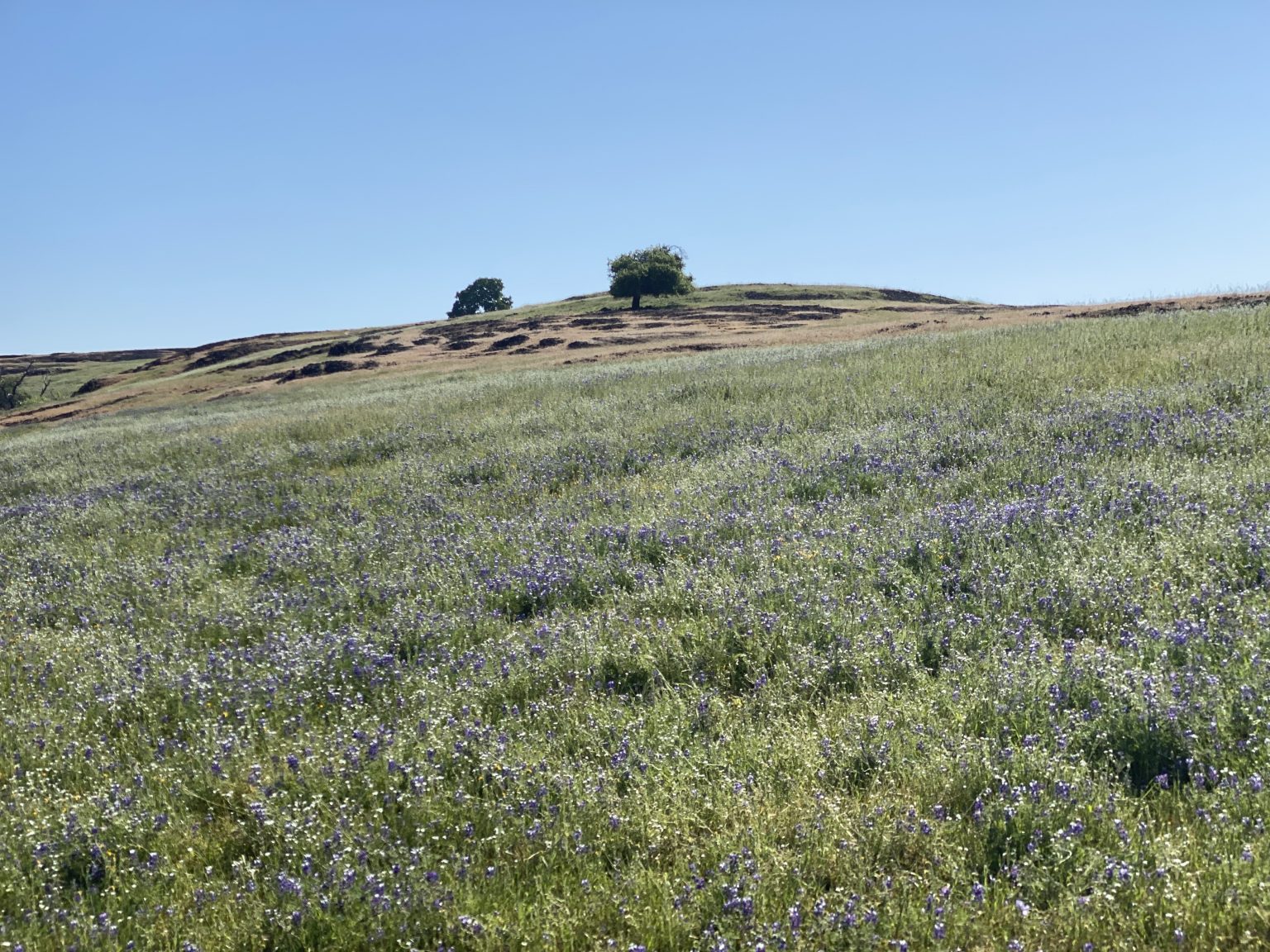 North Table Mountain Ecological Reserve: Wildflowers, Waterfalls ...