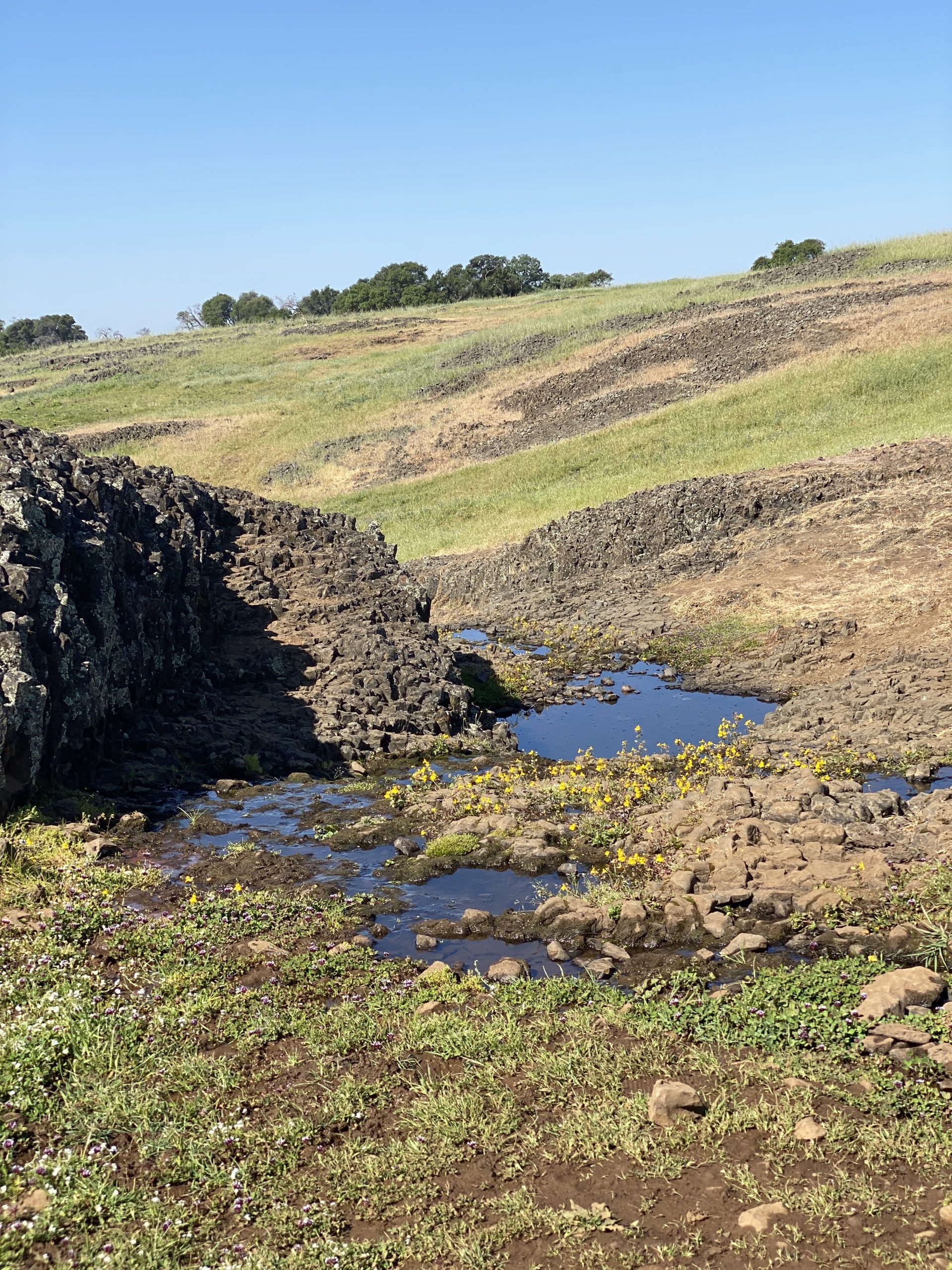 North Table Mountain Ecological Reserve: Wildflowers, Waterfalls ...
