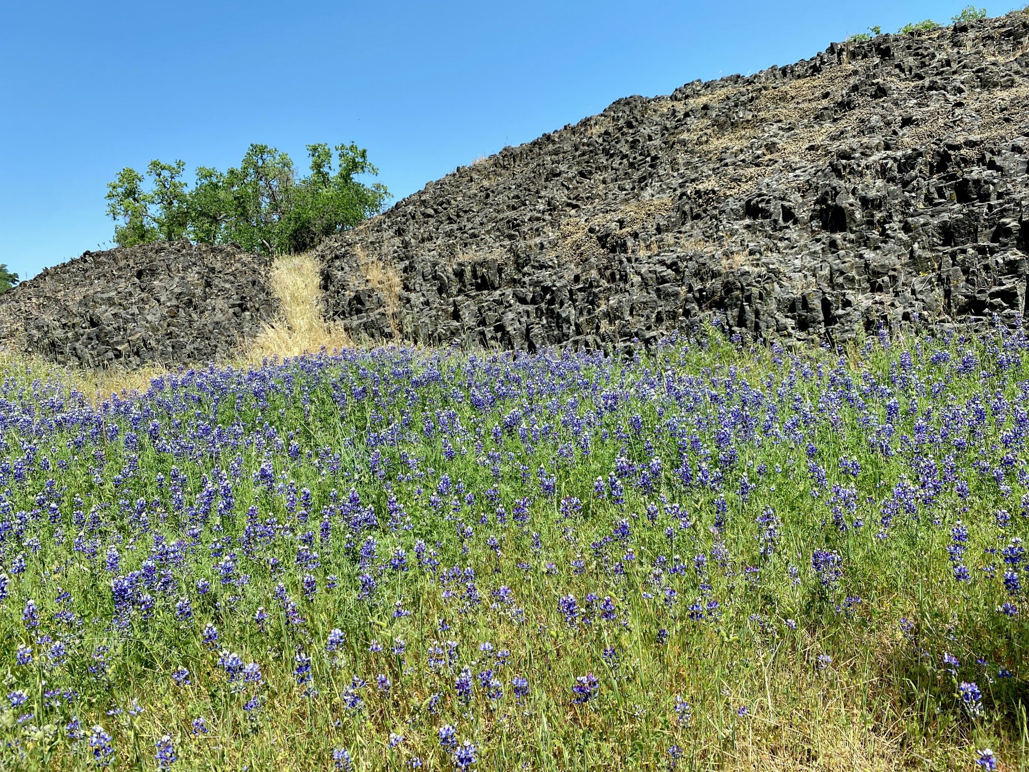 North Table Mountain Ecological Reserve: Wildflowers, Waterfalls ...